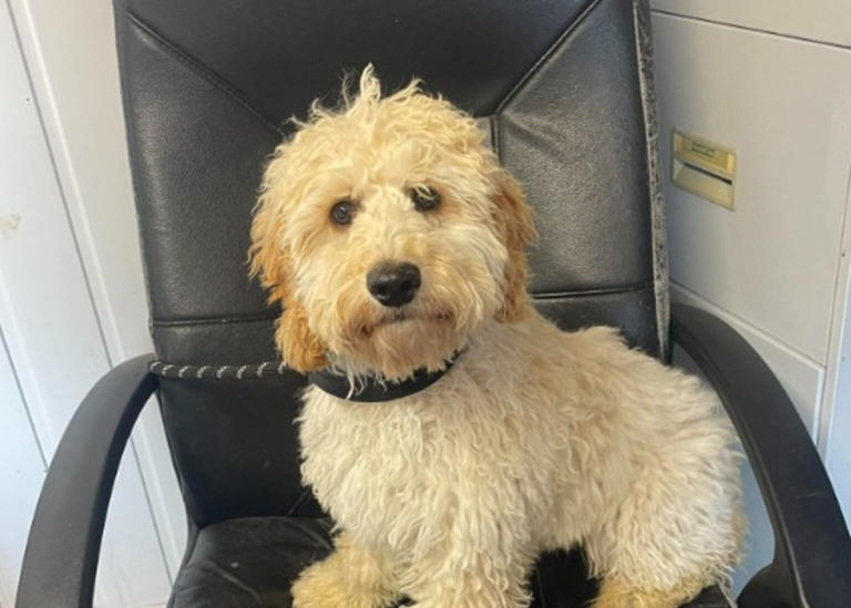 ‘We never have to ask the rescues for help with a cockapoo’ – Woman waits 16 hours overnight for ...