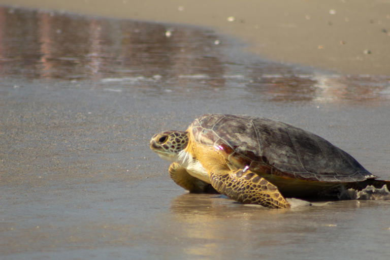 ‘Vader,’ the sea turtle released by Brevard Zoo back into the ocean.