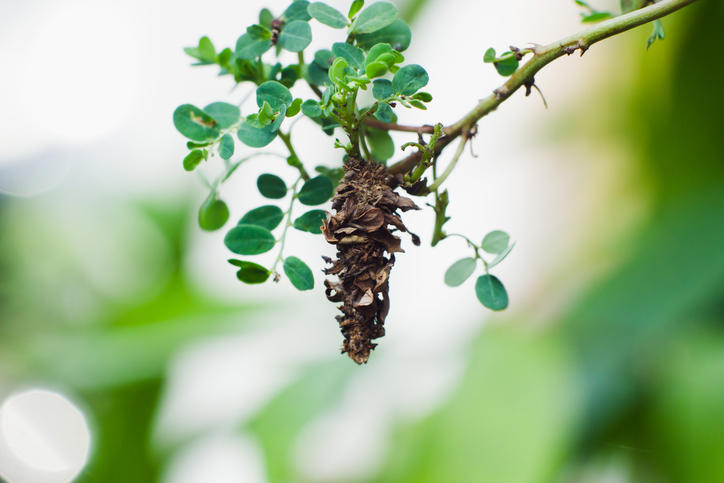 Damage from bagworm outbreak visible across Ohio