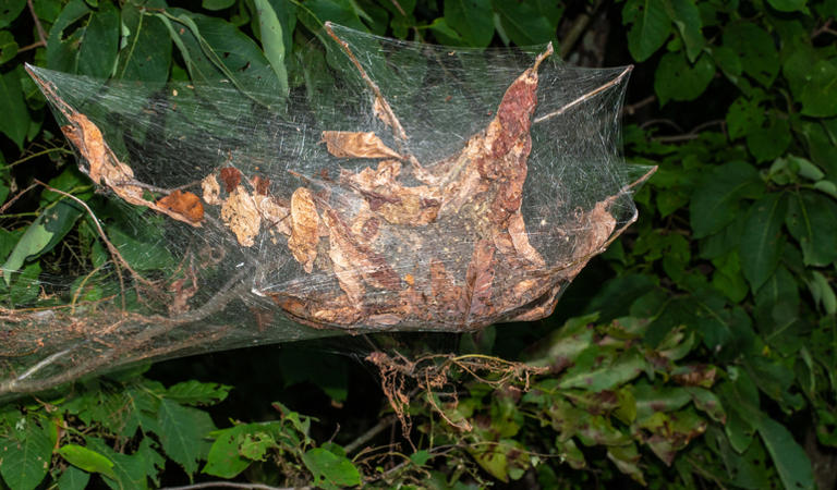Bagworm outbreak threat growing in Ohio, university warns