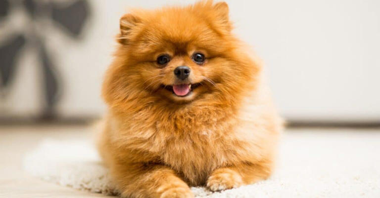 Discover 10 Adorable Types of Toy Dog Breeds