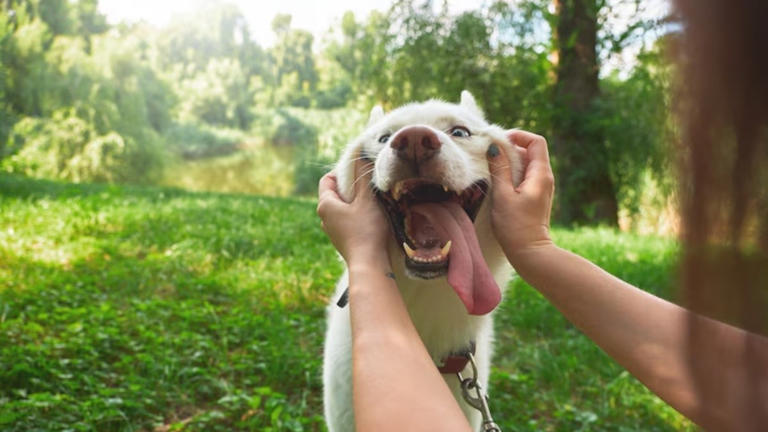 Does your dog adore you? These behaviors confirm that he sees you as ...
