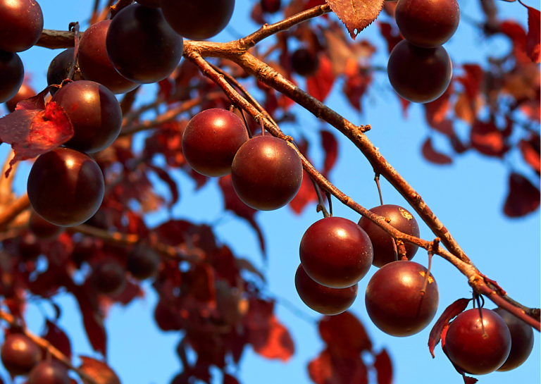 Cómo cuidar, cultivar y aprovechar tu Prunus serotina: guía completa