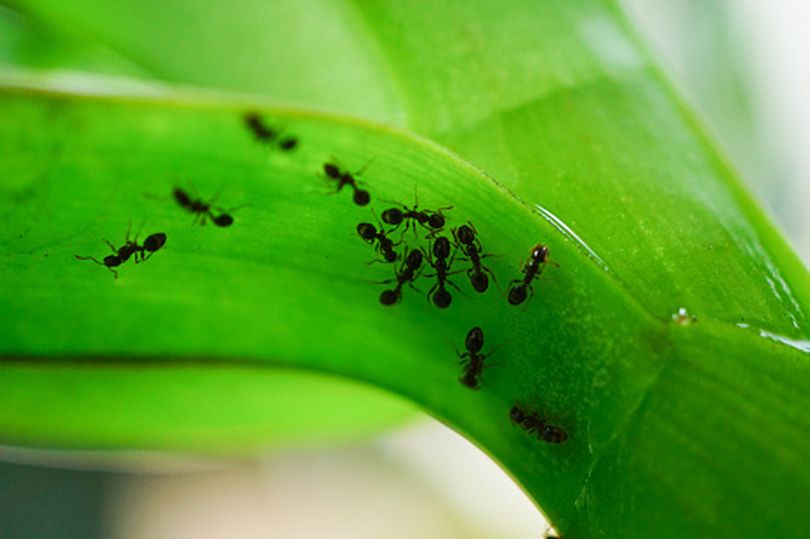 Lemon juice trick will keep flying ants away from your garden this summer