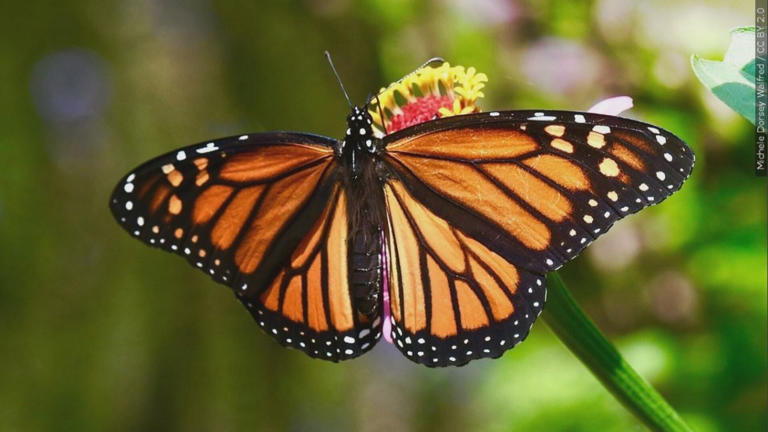 TDOT giving away milkweed seeds to help save monarch butterflies, other ...