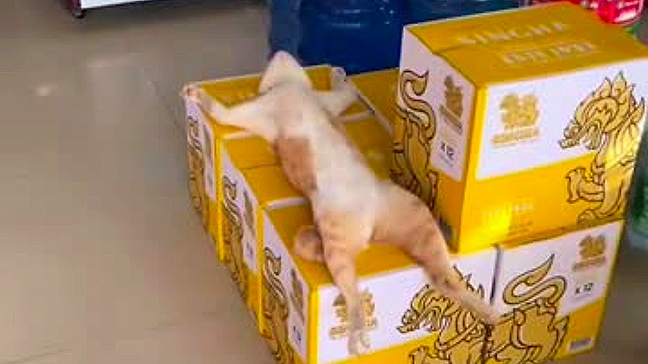 'Hungover' cat caught napping on beer boxes
