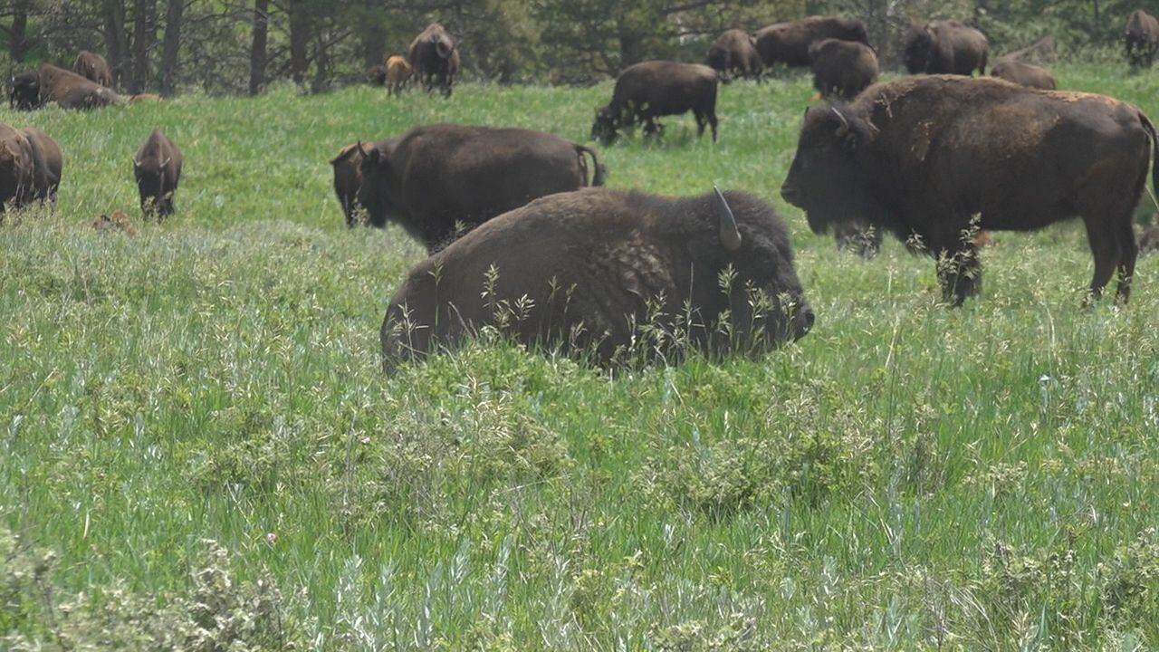 How to visit Custer State Park safely