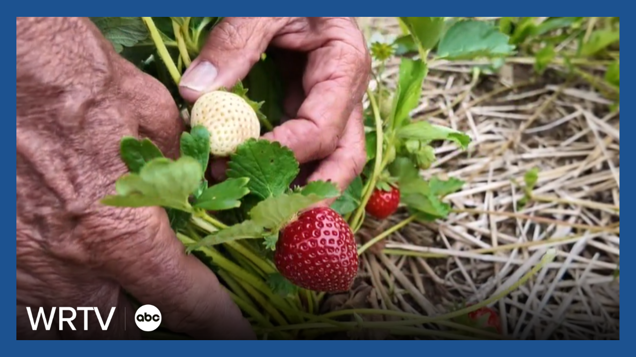 A tale of two farms: Indiana's 2025 strawberry season