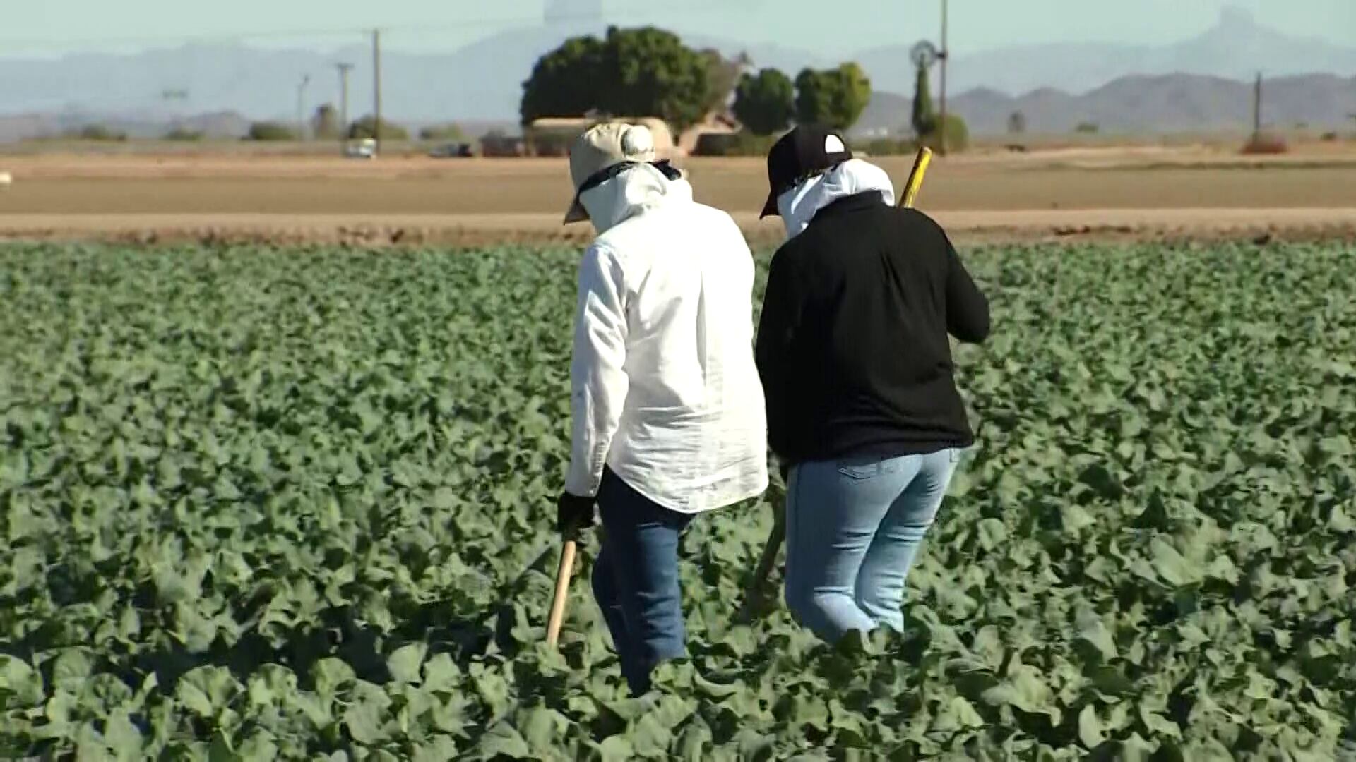 Arizona’s farming communities are being impacted by ICE raids