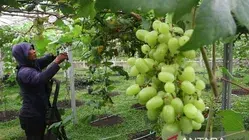 Ini Rekomendasi Jenis Tanaman Anggur yang Cocok Ditanam di Halaman ...