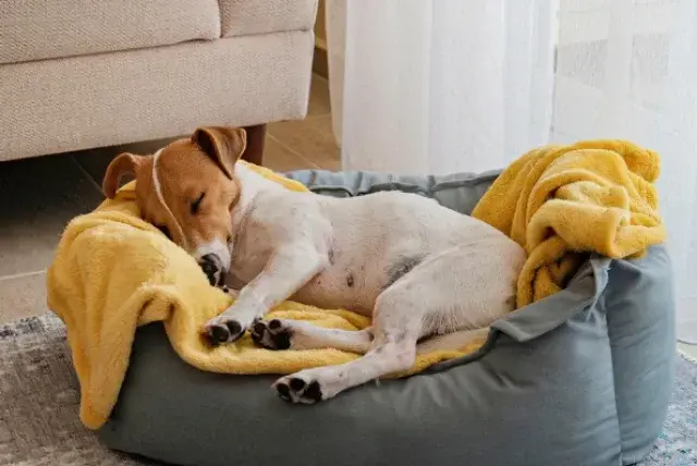 ¿Qué significa cuando su perro lo sigue a todas partes, según la ...