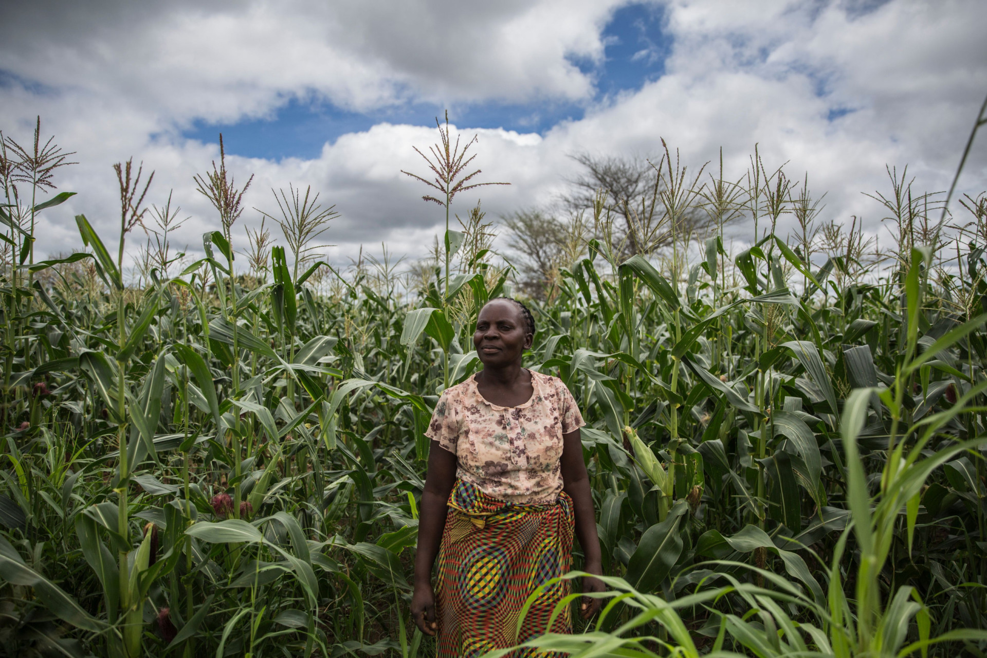 Drought-resistant crops that could save humanity