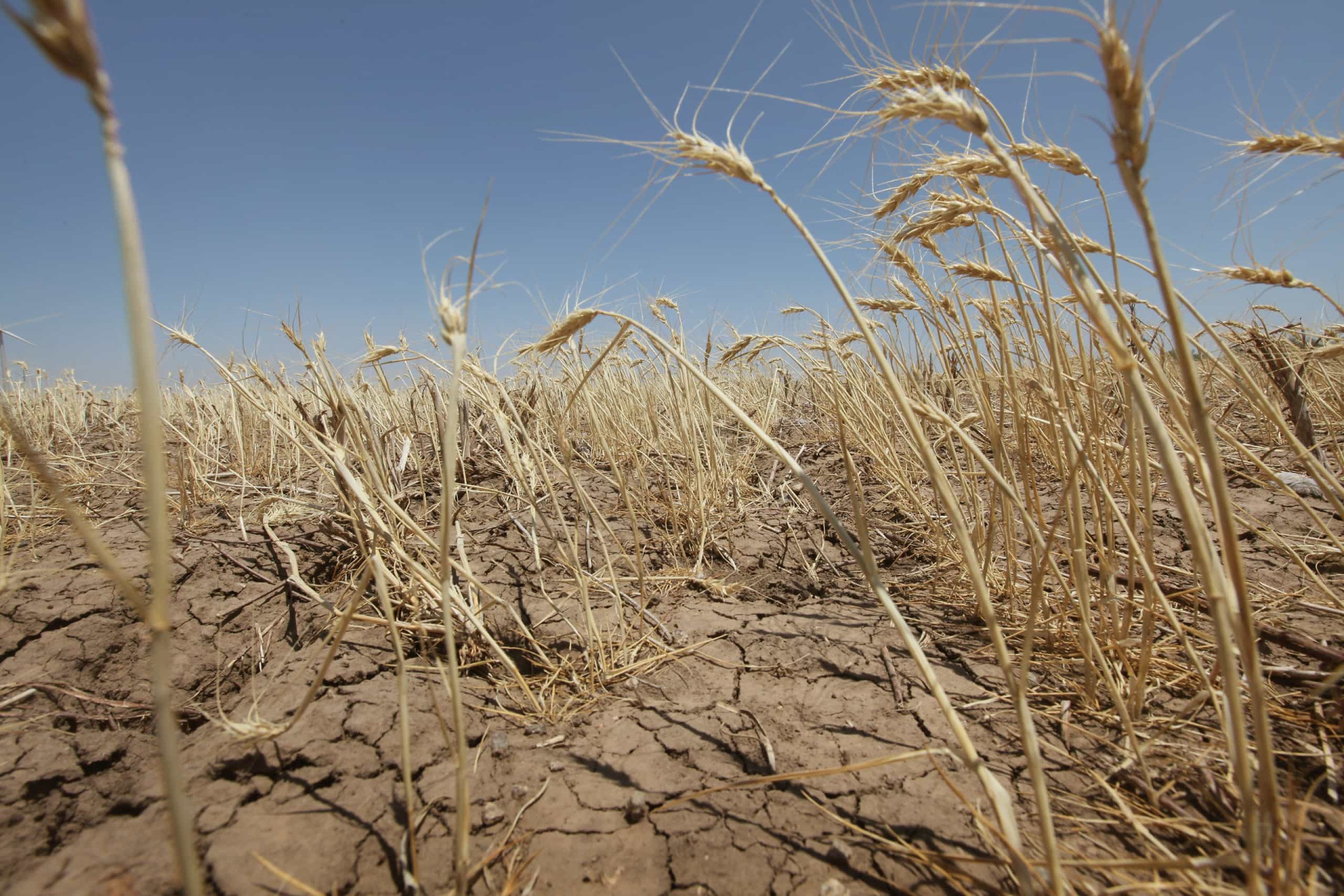 Drought-resistant crops that could save humanity