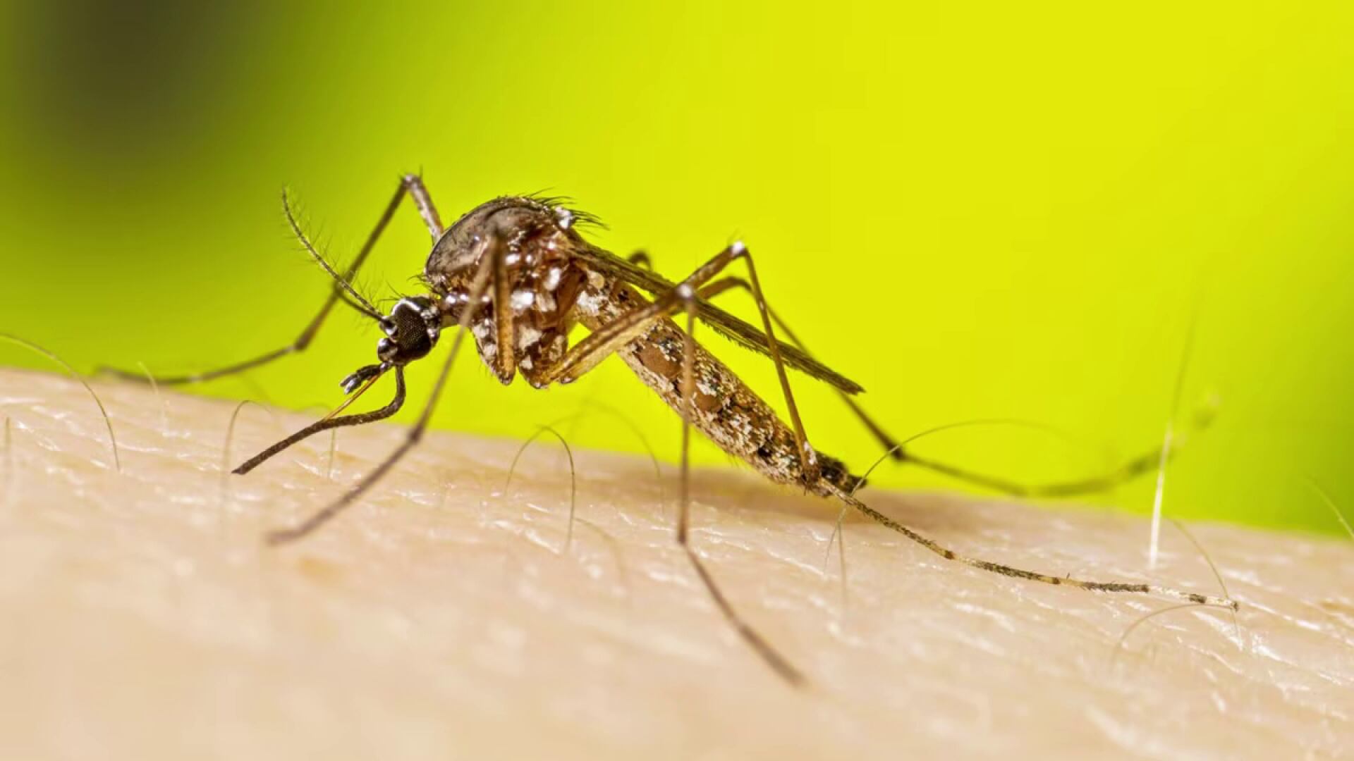Tips to stay safe during mosquito season