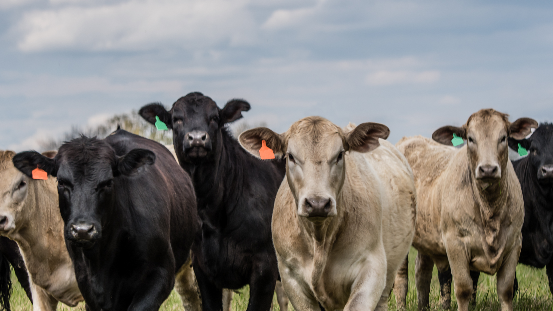 Iowa Secretary of Agriculture rolls out state-level Farm Bill proposal ...