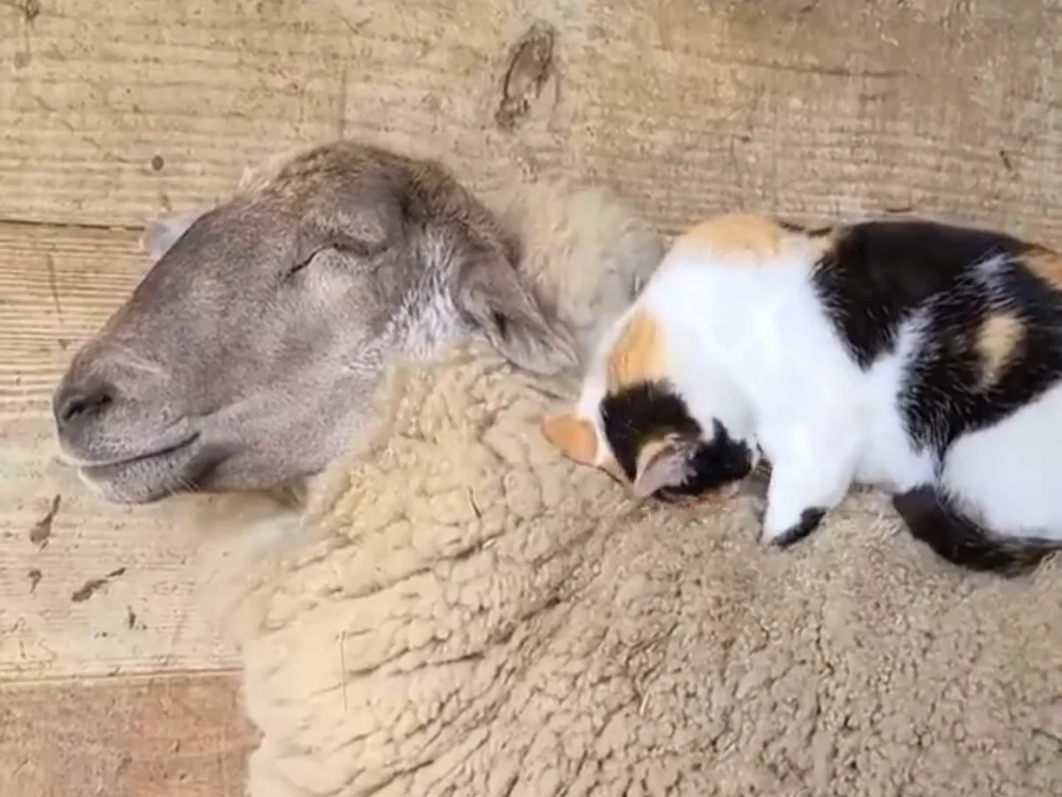 Amizade entre gatinho e ovelha encanta internautas