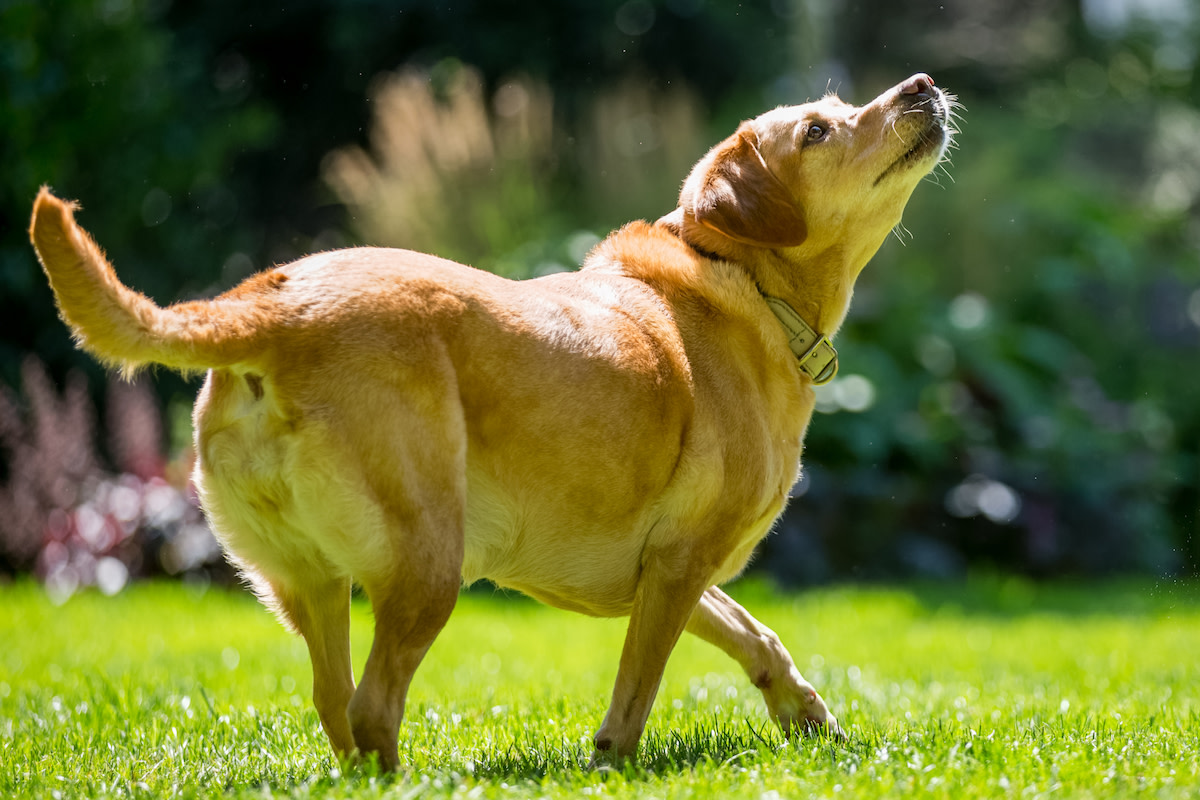Yellow Labrador Has Precious 'Romeo and Juliet' Moment Through Fence ...