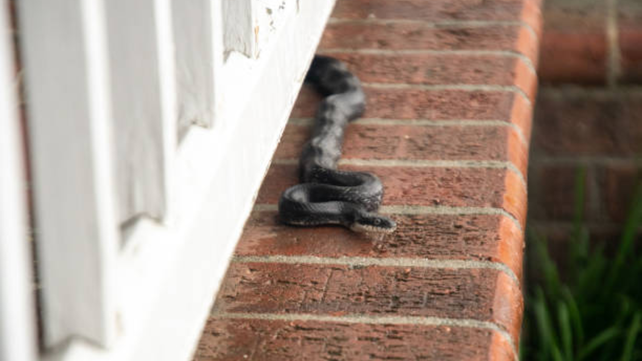 10 warning signs a snake might be lurking around your home: Clues that ...