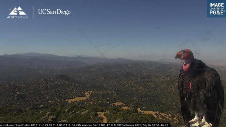 Wildfire camera takes majestic picture of endangered California condor