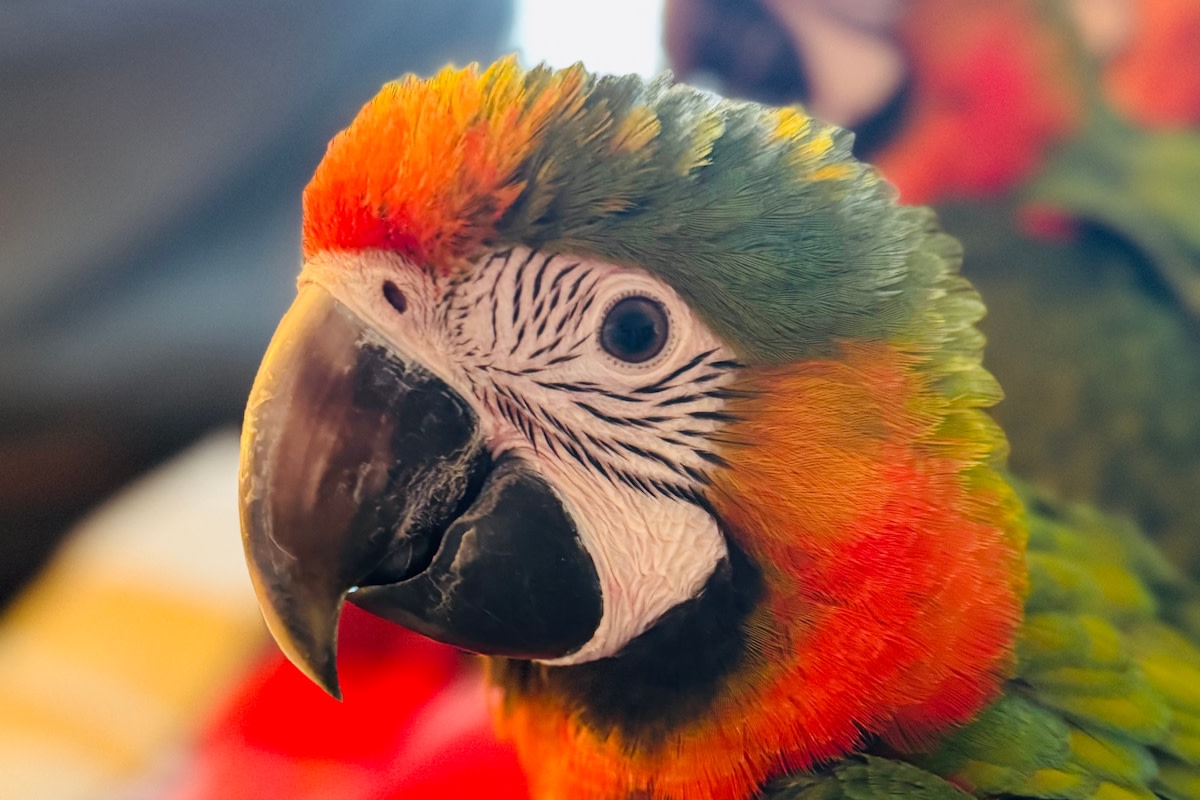 Rescued Baby Parrot Only Wants Cuddles During His First Week in His ...