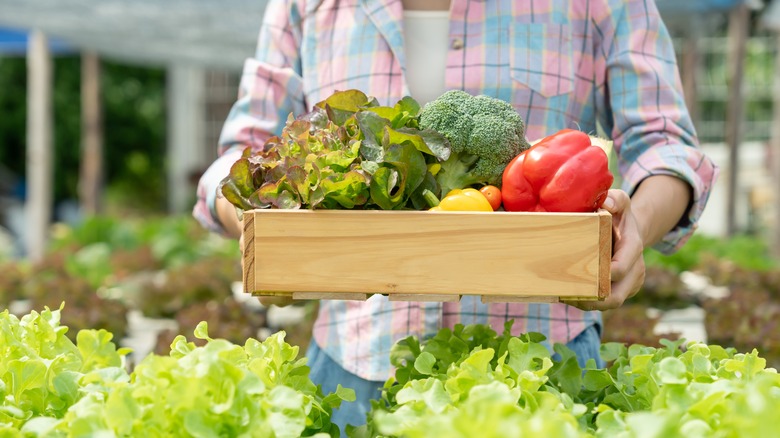 5 Tips For Growing A Vegetable Garden On A Budget