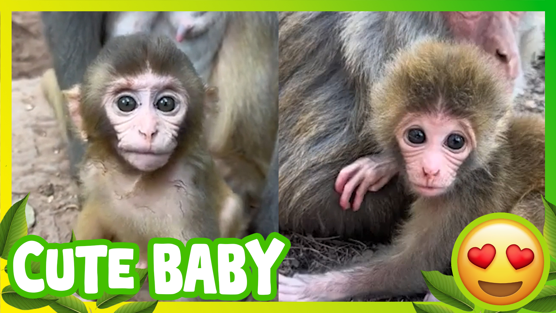 Cute Baby Monkey Moments 🐵👶 | Adorable, Playful & Heart-Melting Jungle Life