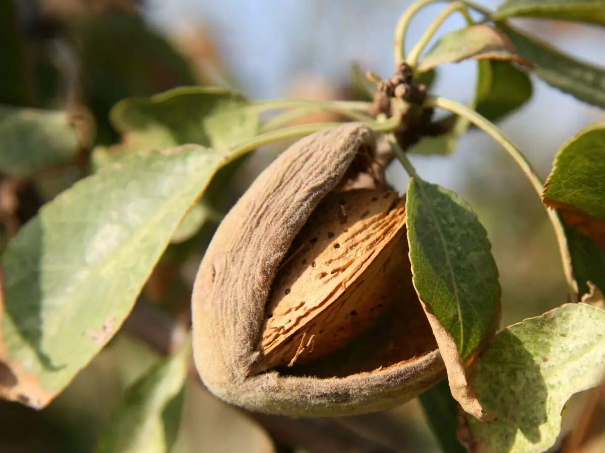 Is Green Almond better than regular almonds?