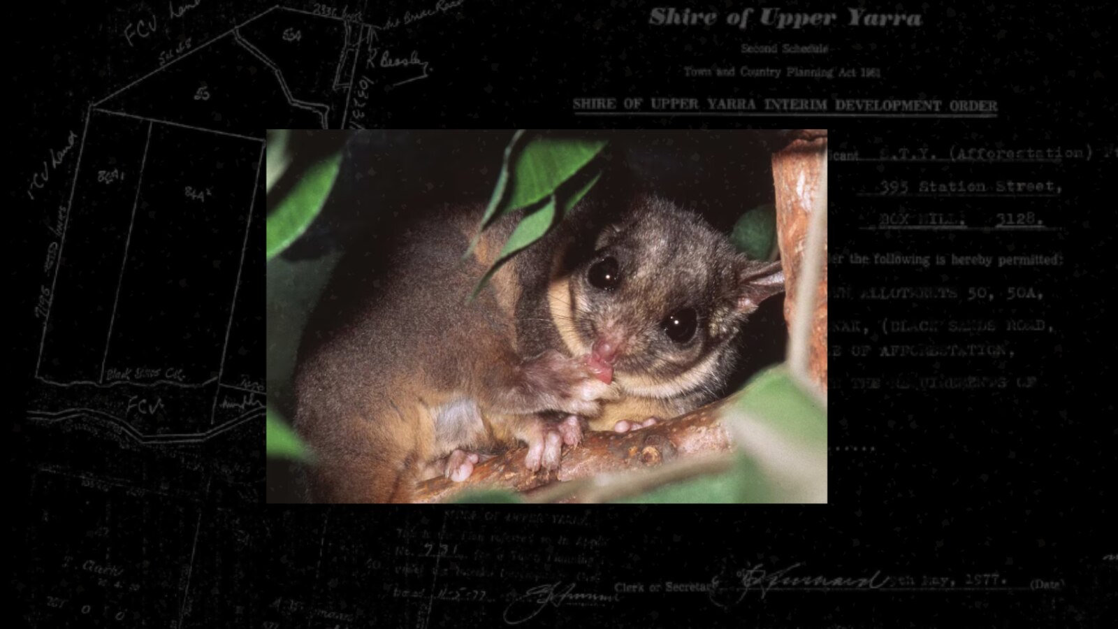 Logging company using 'zombie' permit from 1977 to log endangered ...