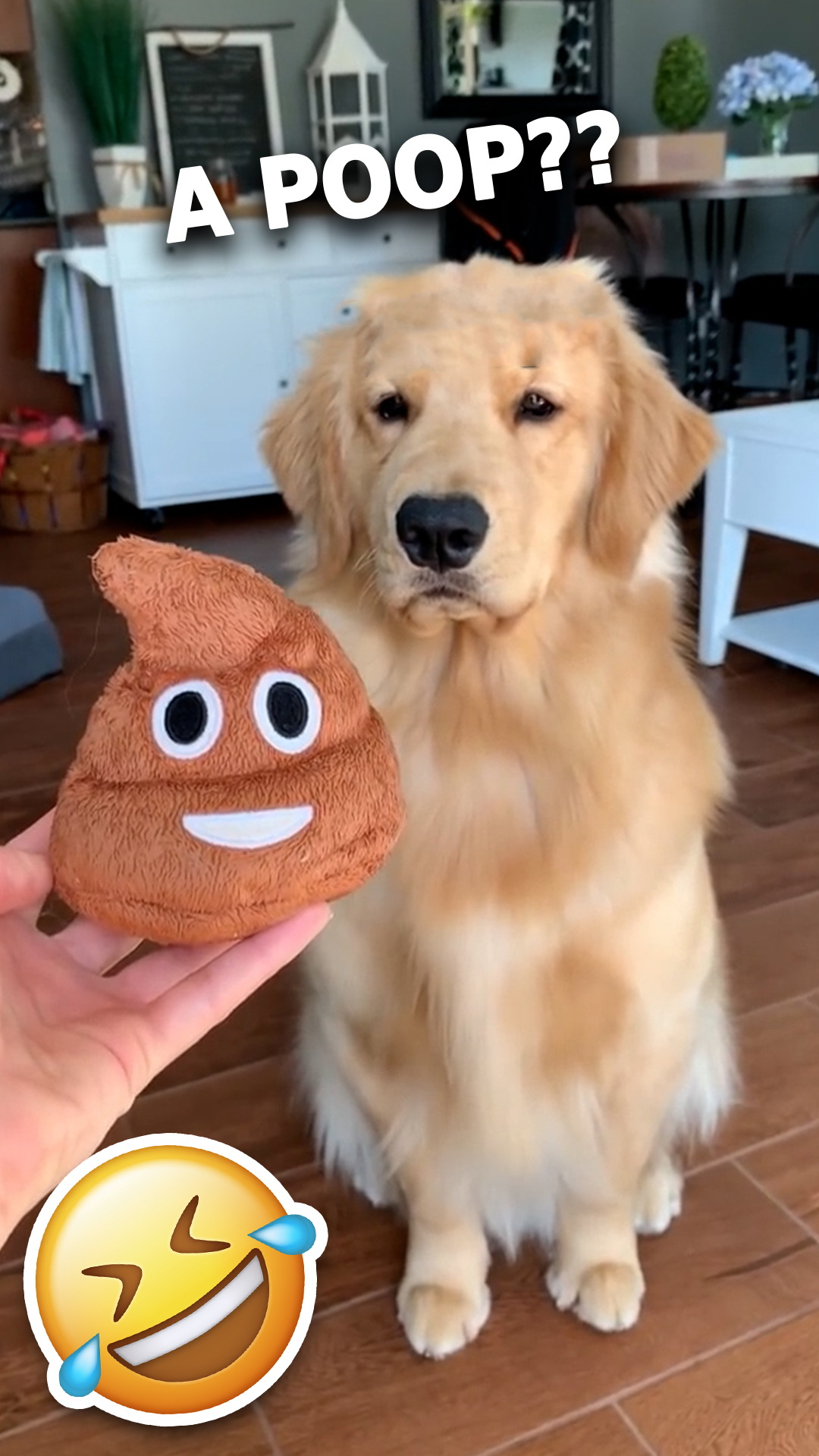 Golden Retriever Reacts to Fart Toy – Funniest Dog Reaction Ever! 😂🐾