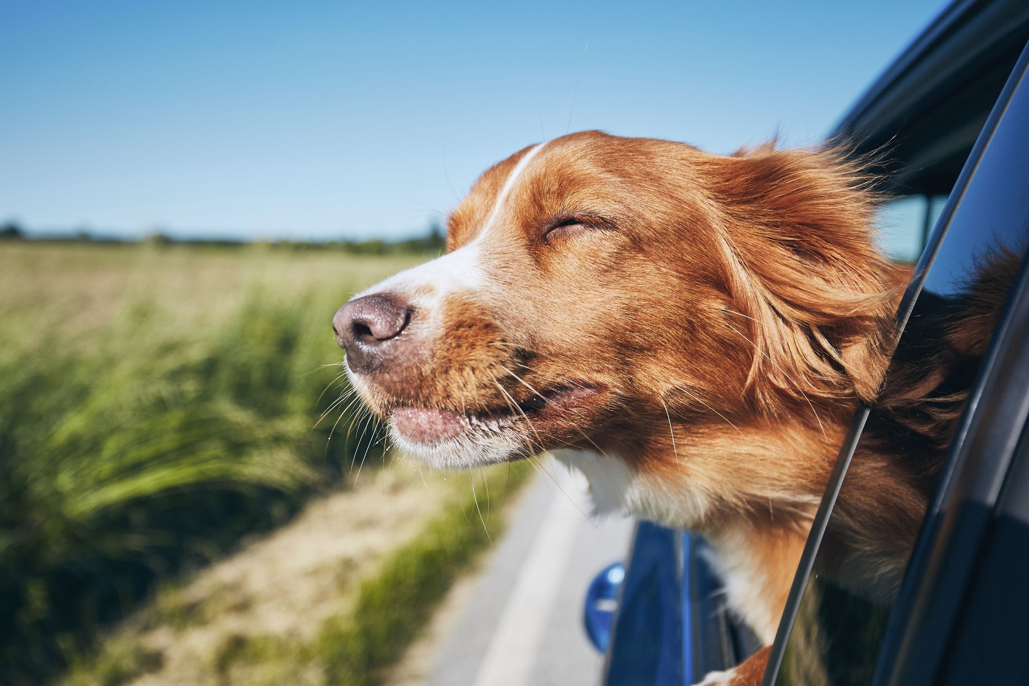 6 must-have products to keep your dog cool during a heatwave