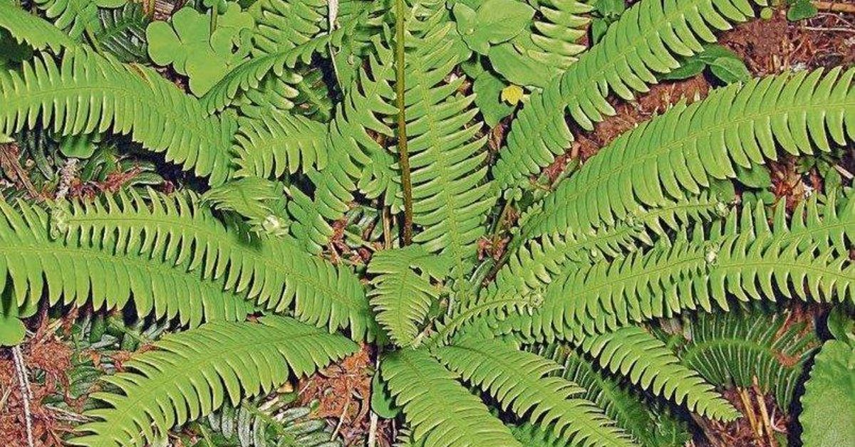 Guía Definitiva y Actualizada de Cuidados para el Helecho Blechnum ...