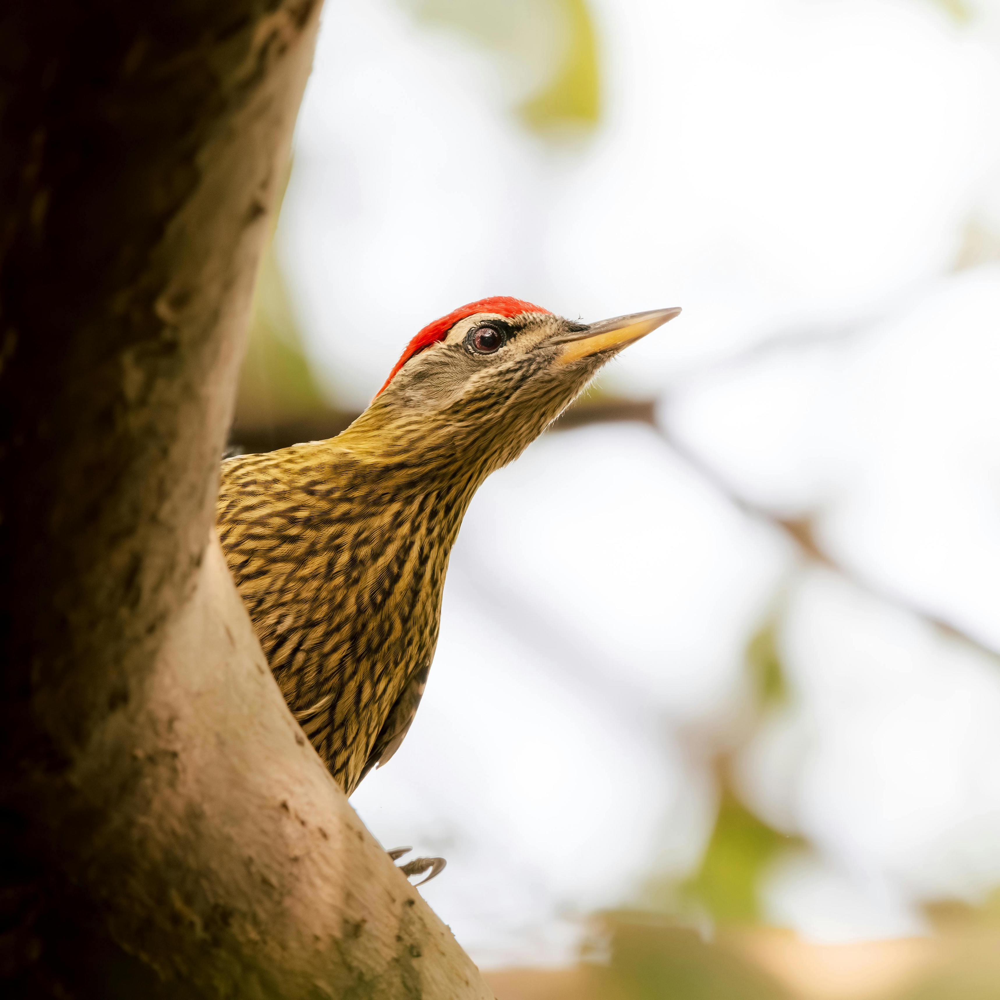 Wildlife that only exists in India