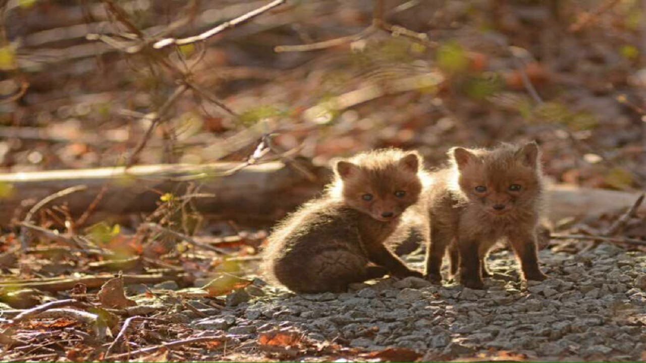 Father and Daughter Find Adorable Baby Foxes in Their Backyard