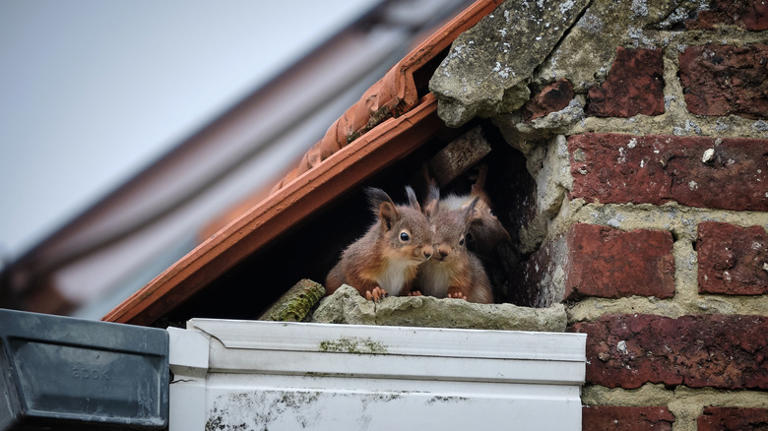 Does Playing A Radio In Your Attic Really Help Keep Squirrels Out?