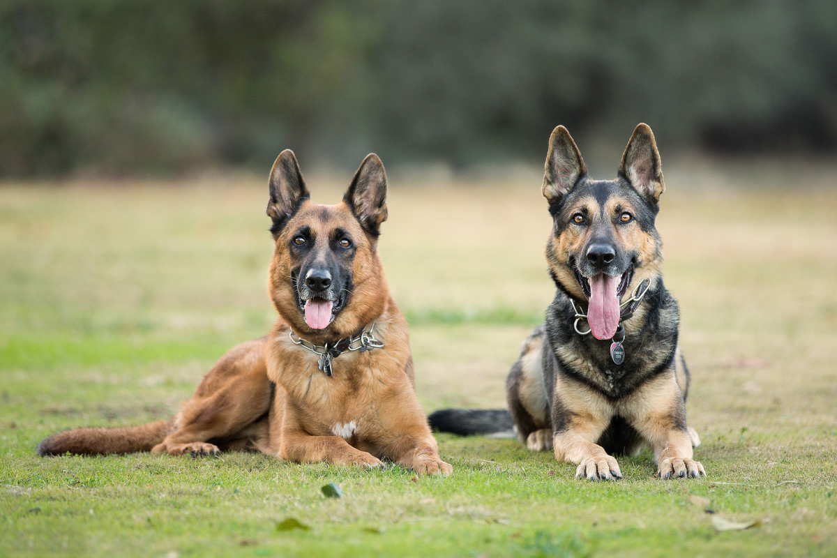 100+ Scary, Tough, and Strong Guard Dog Names