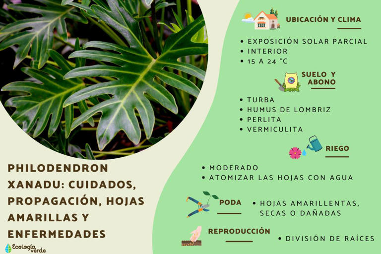 Philodendron xanadu: cómo cuidar y cultivar la ‘Garra de León’ en casa