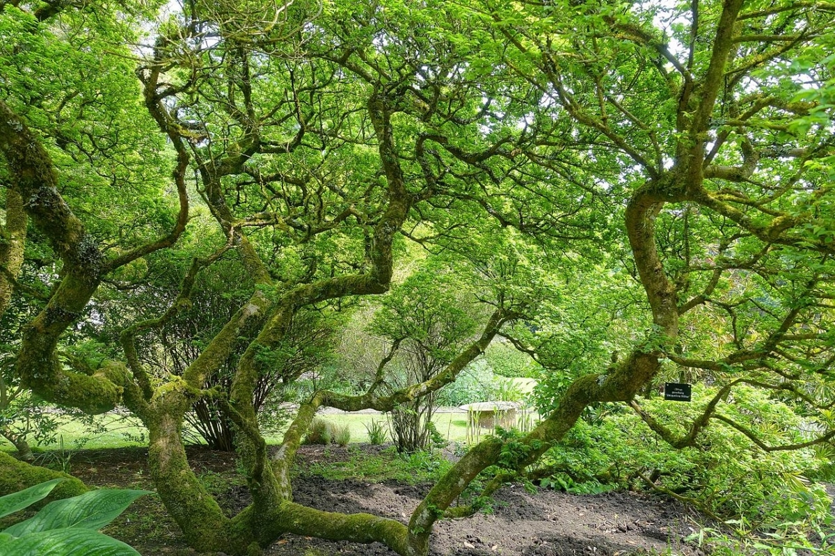 Cultivo, cuidados y secretos del olmo chino (Ulmus parvifolia) como ...