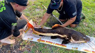 Examining Monster Fish for My New Pond – Part 2