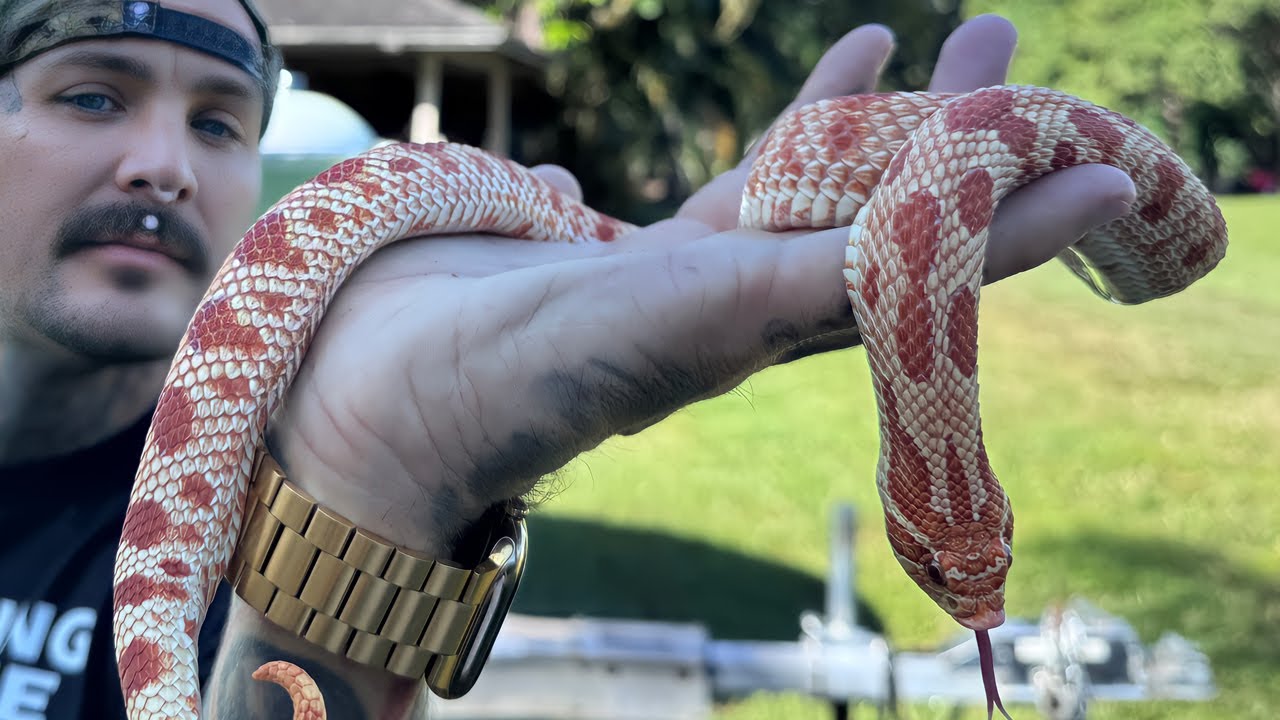 Adopt a Hognose: Give These Snakes a Second Chance