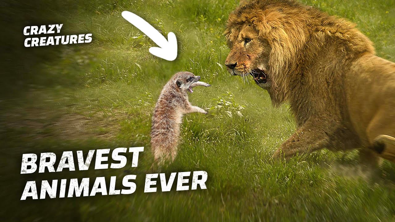 Animals That Break the Rules of Nature!