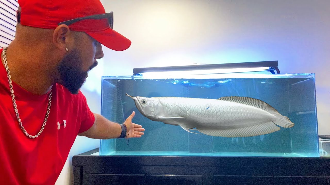 Rare Ice Dragon Arowana Secured – Ultimate Fish Store Find