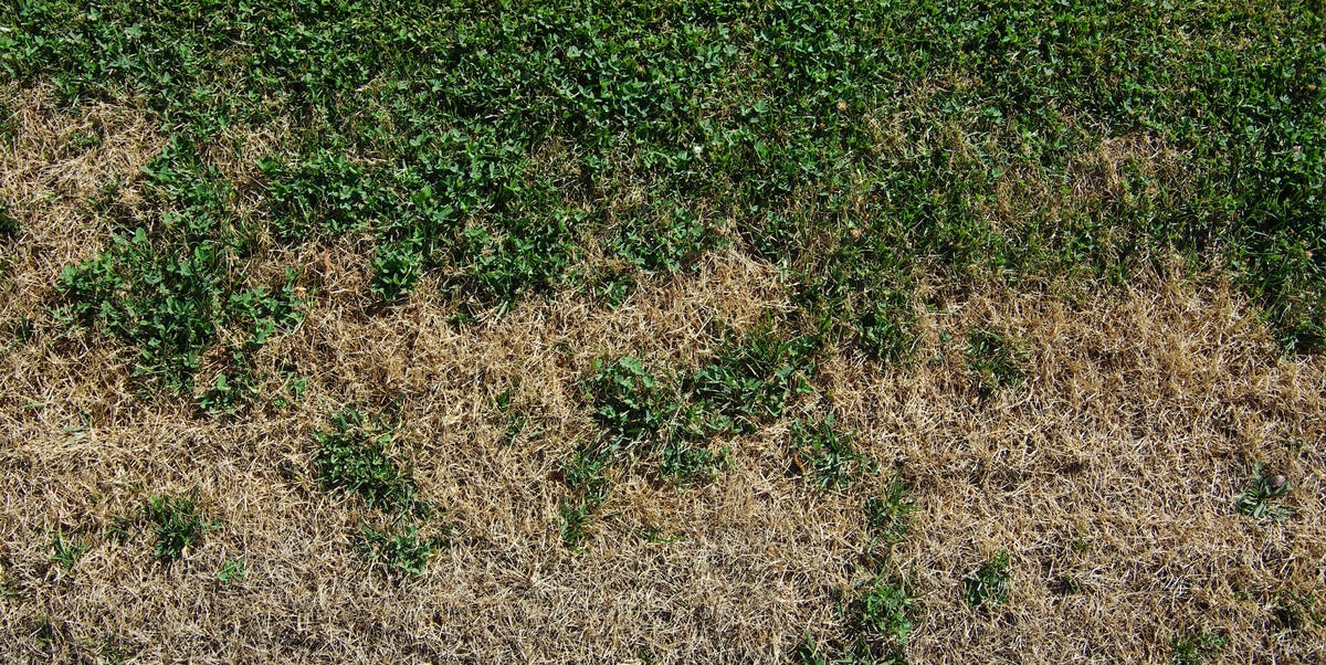 Why is my garden grass brown? 5 expert lawn care fixes that actually work