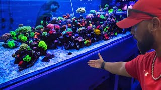 World’s Most Expensive Coral Reef Tank Setup!