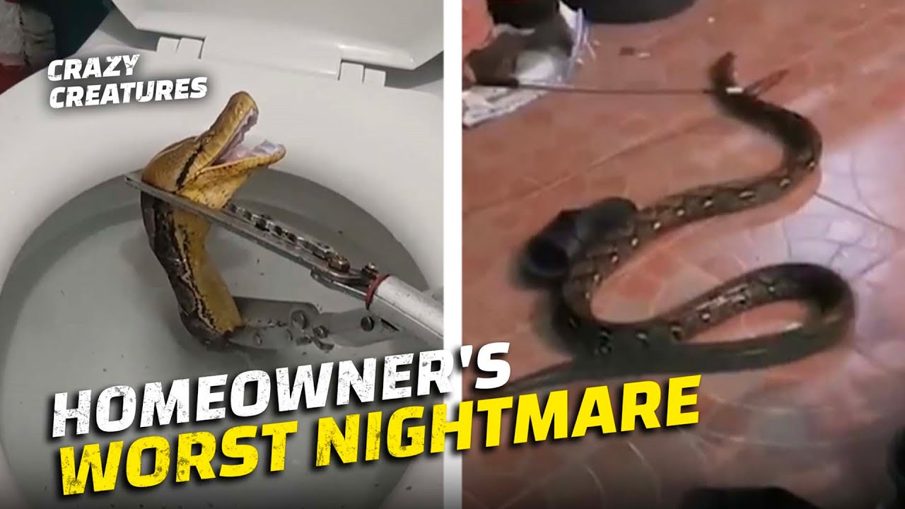 Terrifying Moment a Snake Emerges from the Toilet