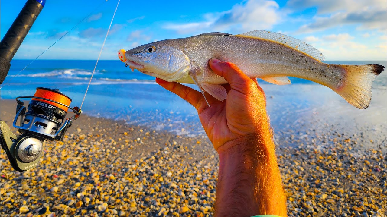 Catching the Other White Meat in Florida Surf