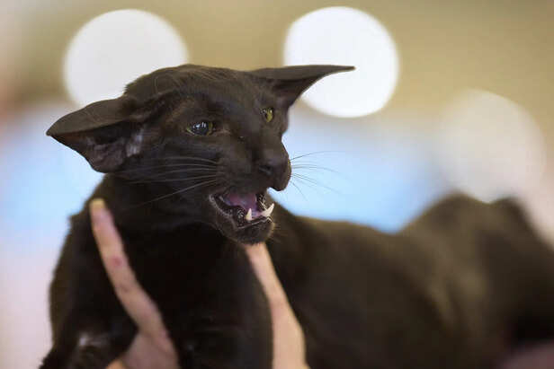 Why Cats Knock Things Off Tables Explained