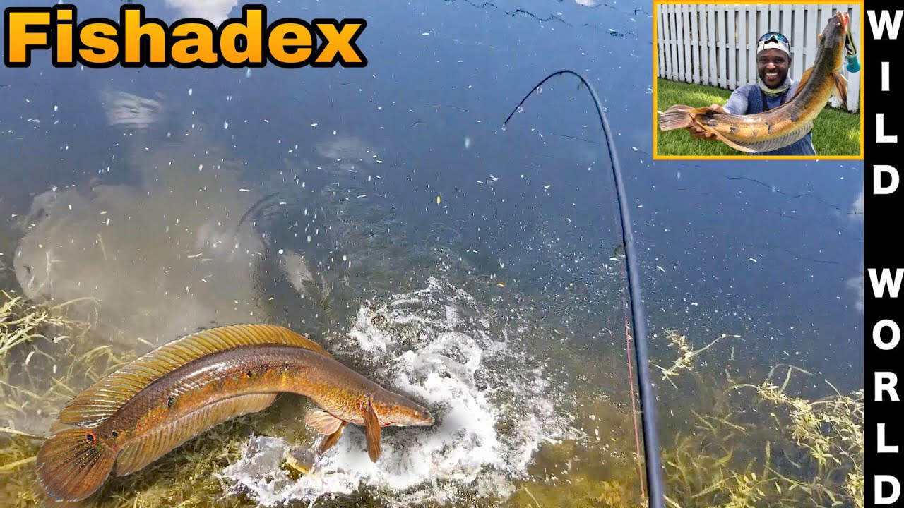 Invasive Predator Pursuit: The Snakehead Challenge