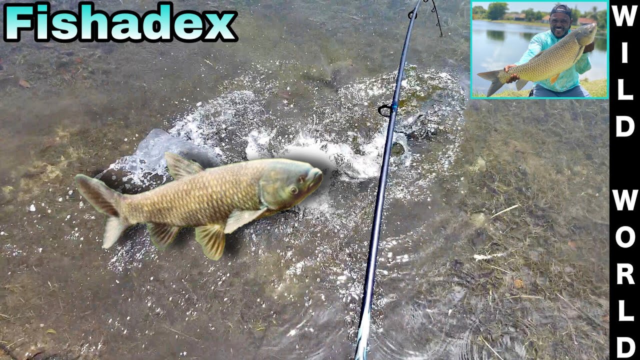 Hunting giant grass carp in a narrow canal