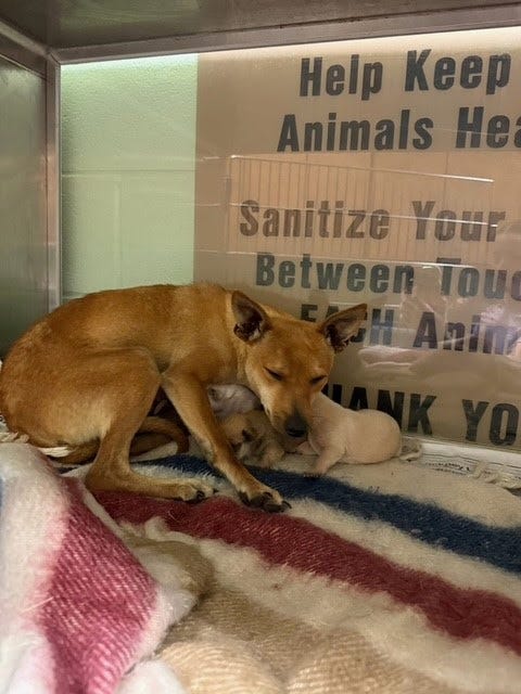Looking for a pet? Lubbock Animal Services offers programs to foster ...