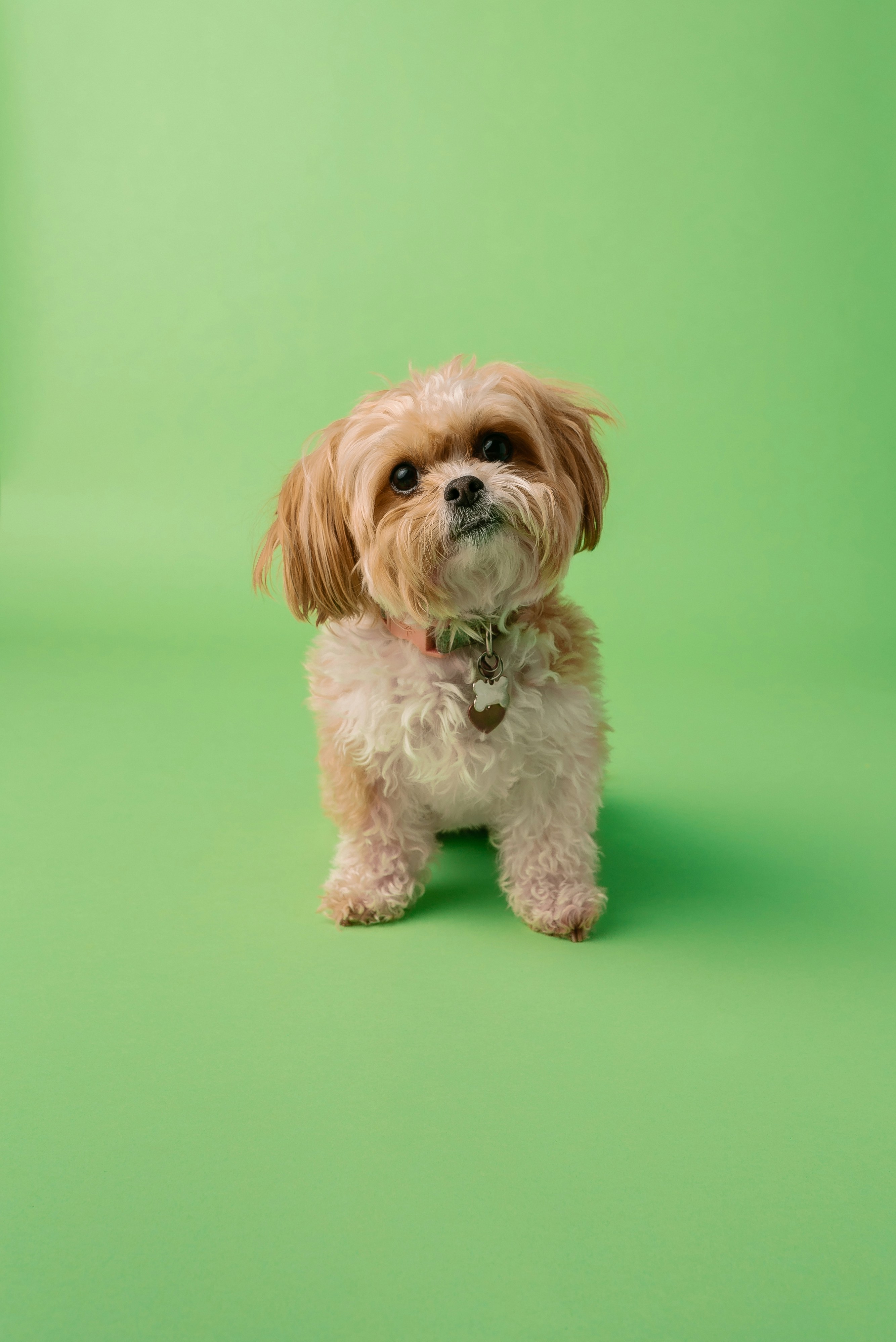 Top 5 smartest dog breeds